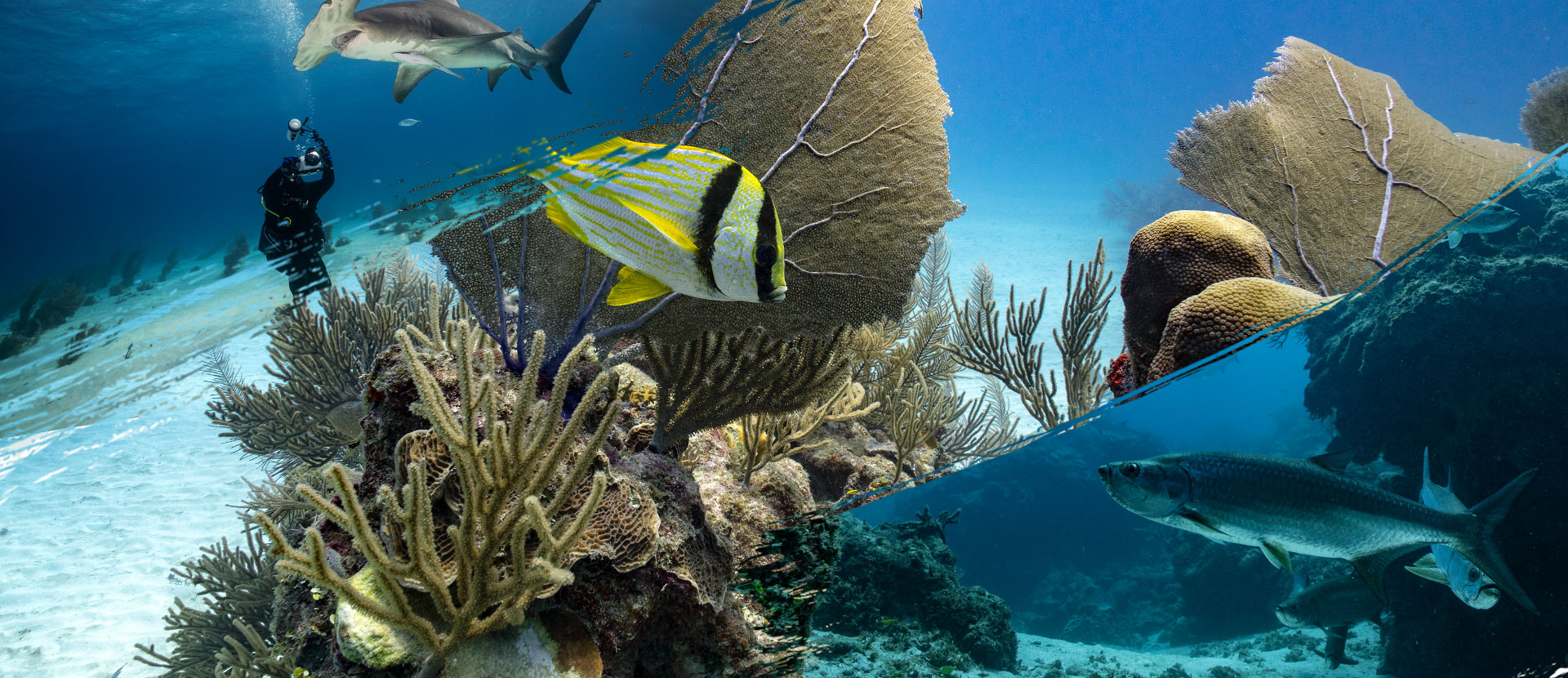 Best Dive Roatan & Tranquilseas Resort | Let's go diving!