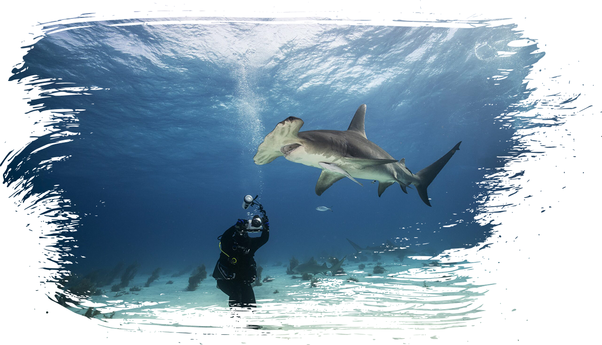 Diving with sharks on Roatan | Best Dive Roatan