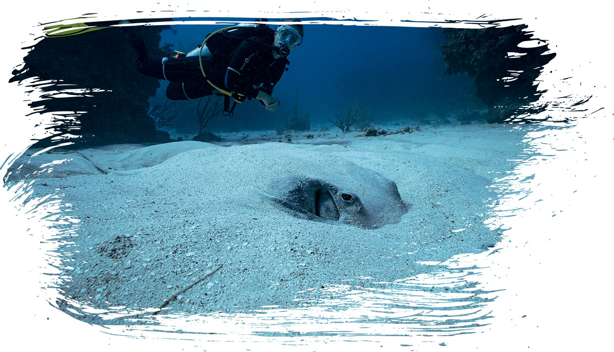 Roatan's marine life | Best Dive Roatan