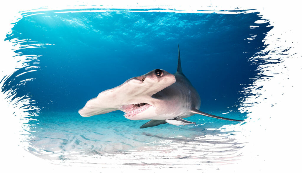 Roatan's marine life | Best Dive Roatan